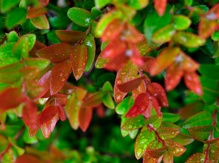 evergreen huckleberry 1 – Garden By The Sea Ocean Shores